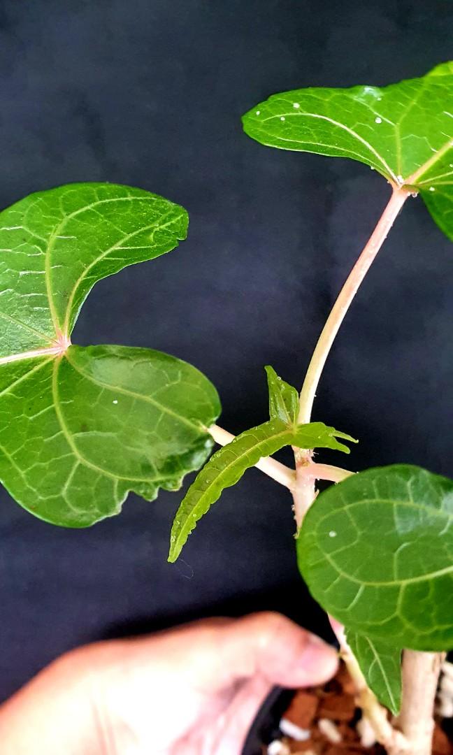 Abelmoschus Manihot Cendrawasih, Furniture & Home Living, Gardening, Plants & Seeds on Carousell