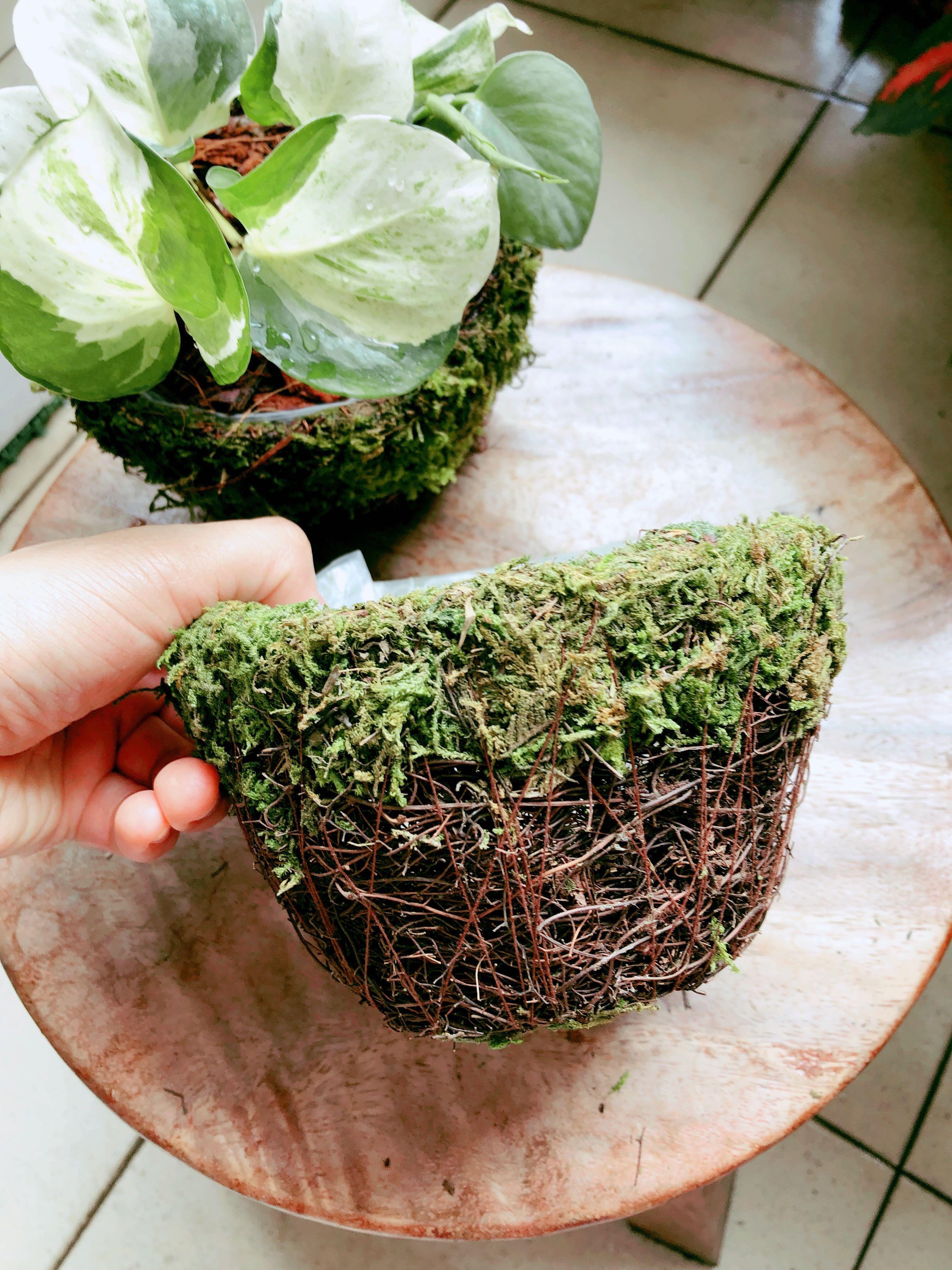 Aesthetic Mossy Plant Pot (Small B), Furniture & Home Living, Gardening ...