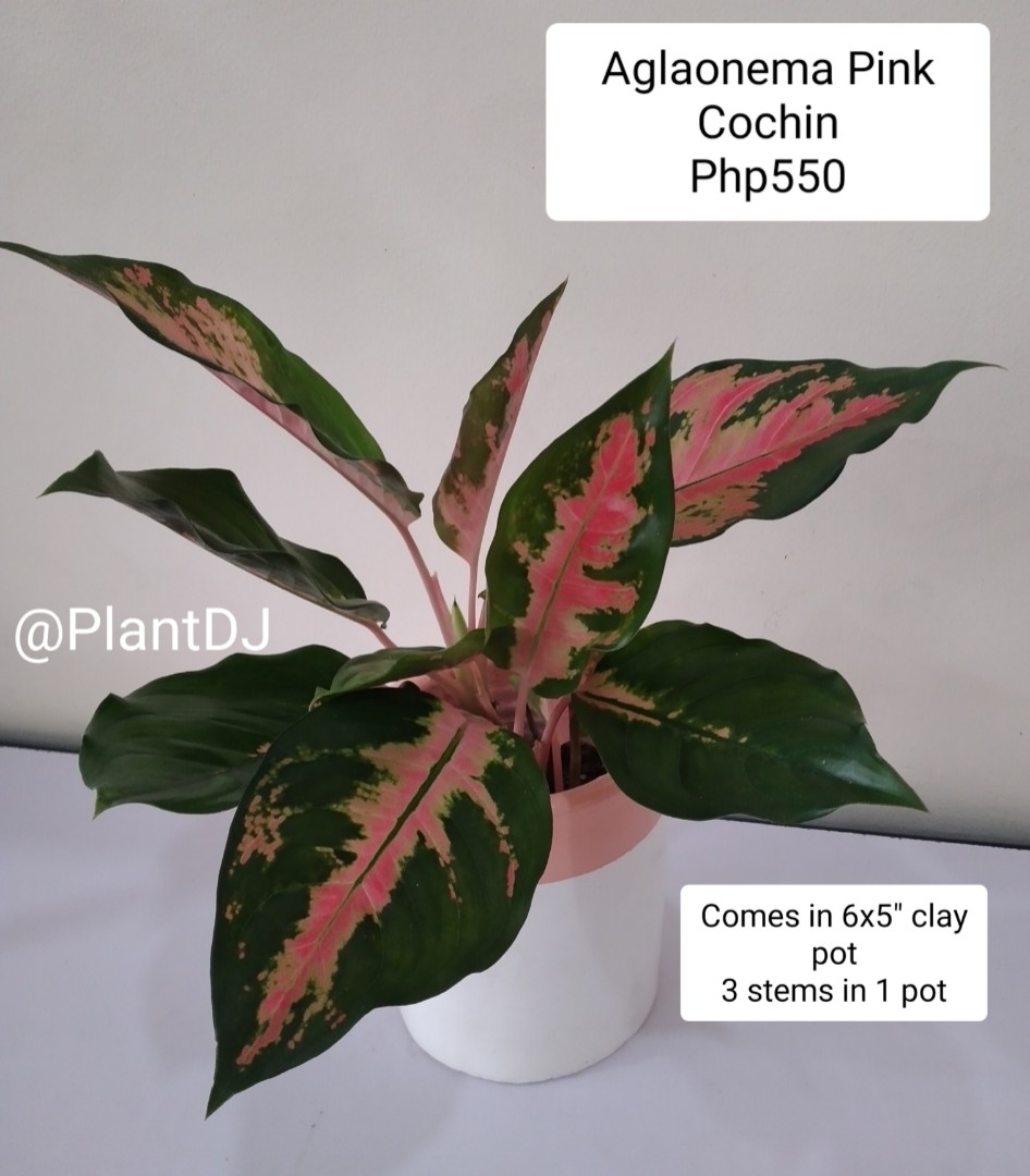 Aglaonema Cochin, Furniture & Home Living, Gardening, Plants & Seeds on ...