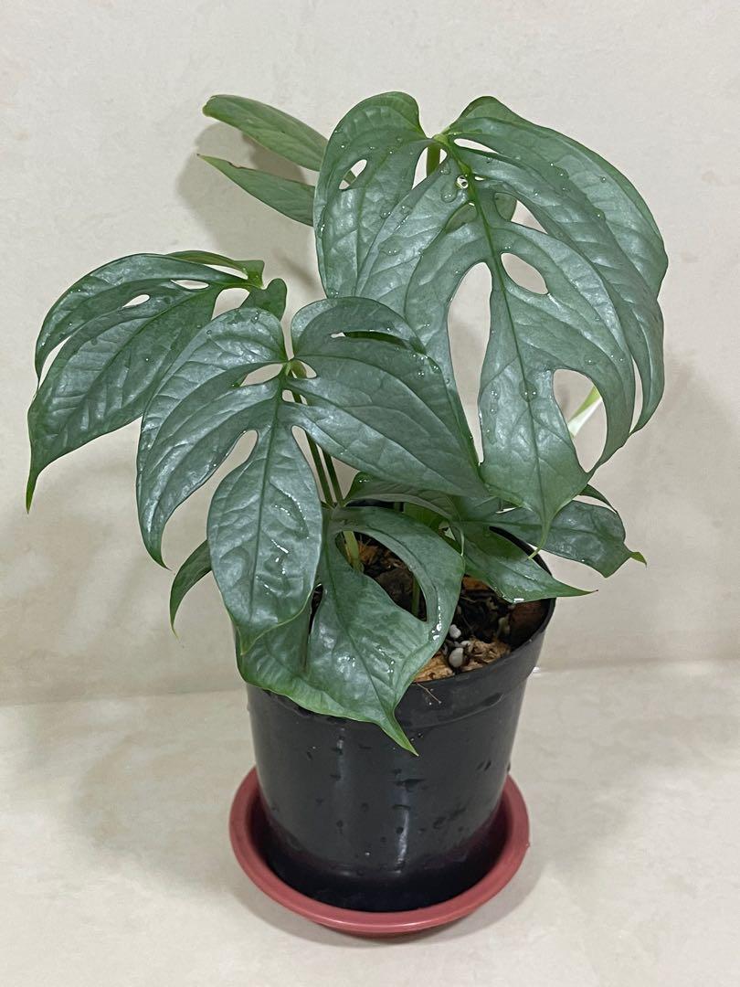 Amydrium Medium Silver - 2, Furniture & Home Living, Gardening, Plants ...