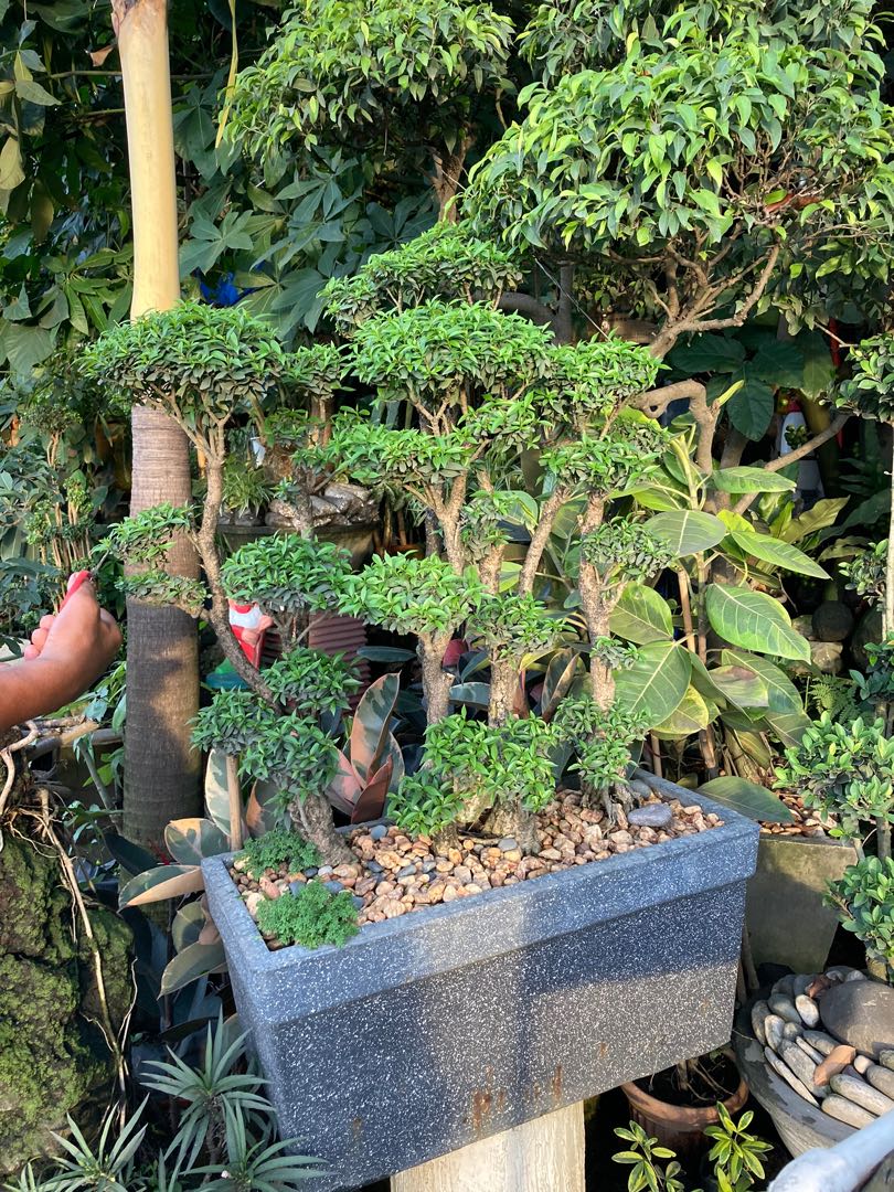 Bonsai pandakaki plants, Furniture & Home Living, Gardening, Plants ...