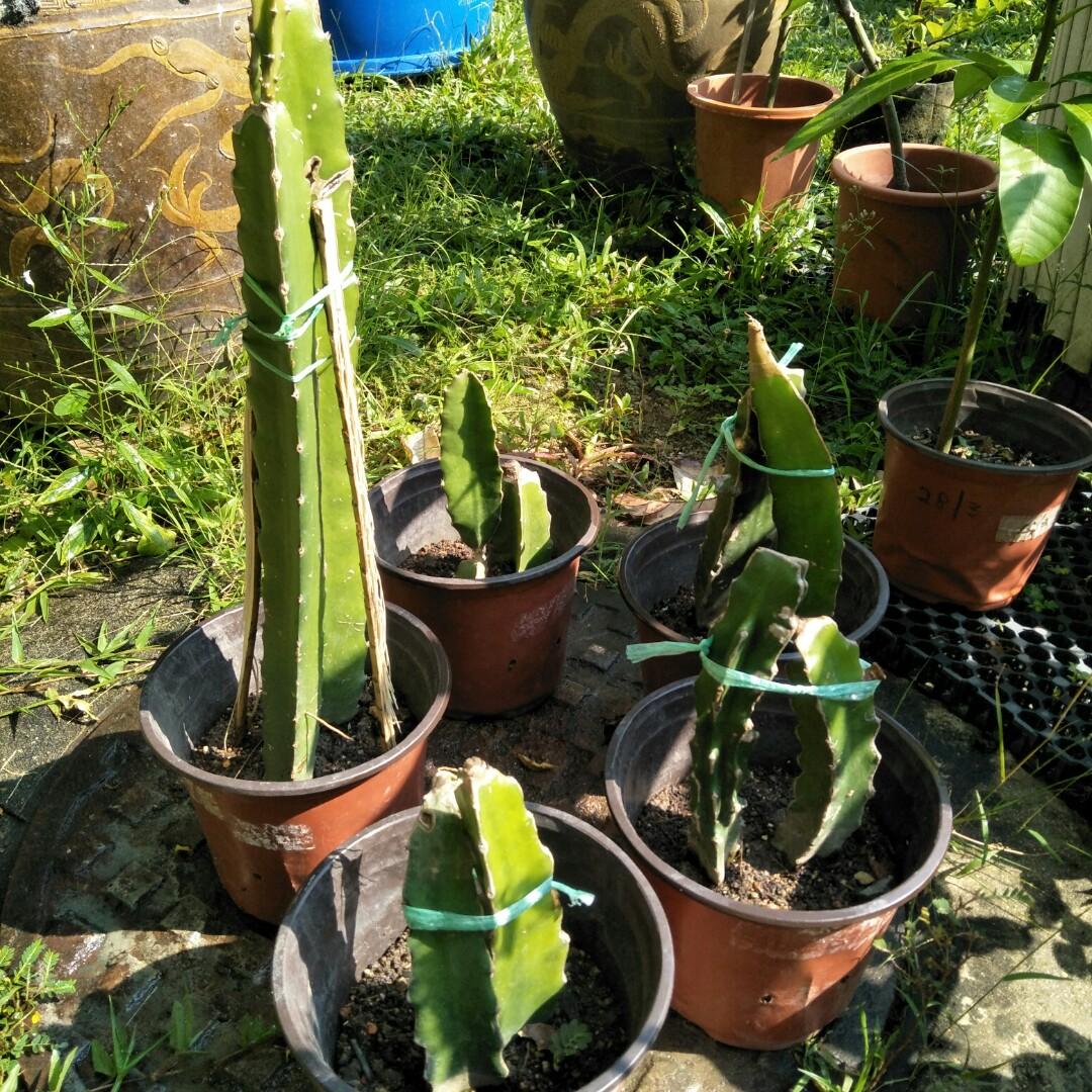 Dragon fruit Pitaya red skin flesh stems rooted, Furniture & Home ...