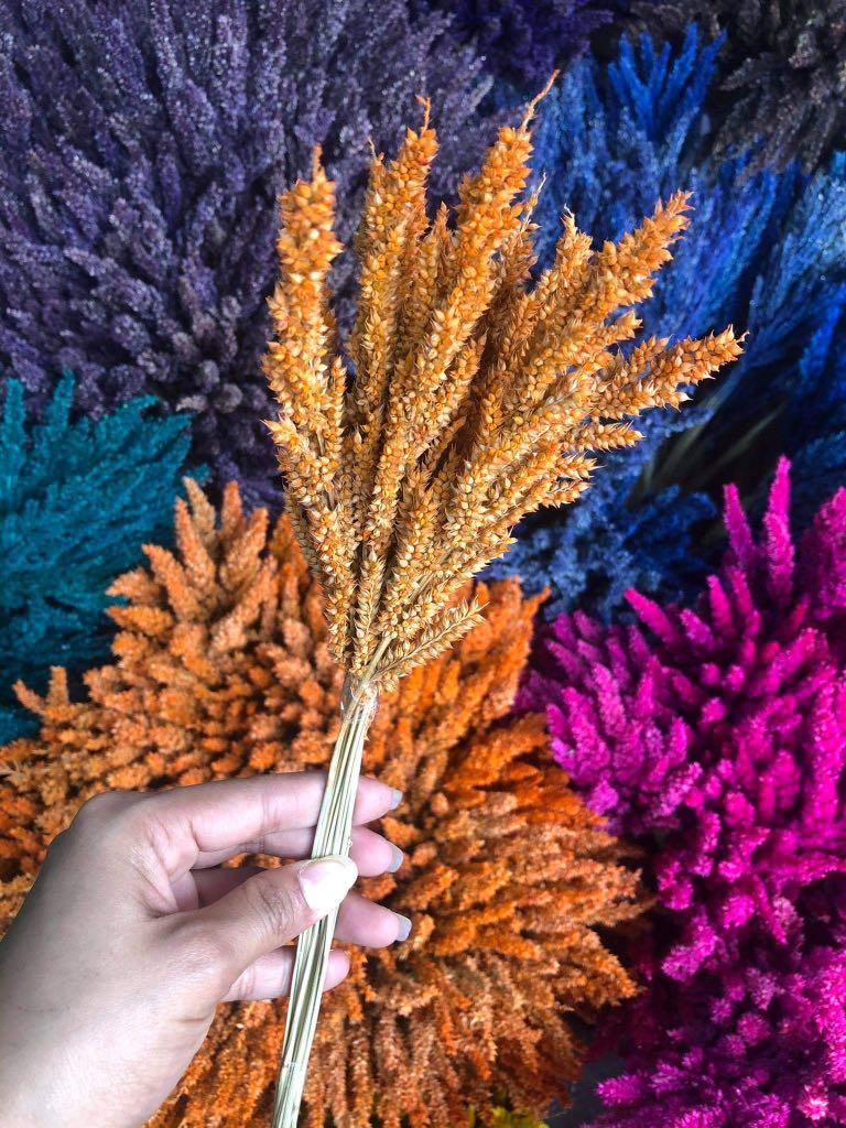 DRIED TRIGO, Furniture & Home Living, Home Decor, Artificial Plants ...