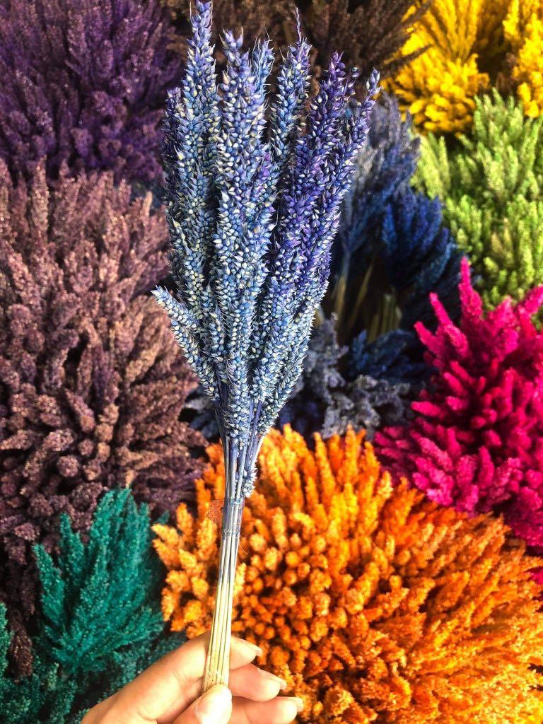 DRIED TRIGO, Furniture & Home Living, Home Decor, Artificial Plants ...