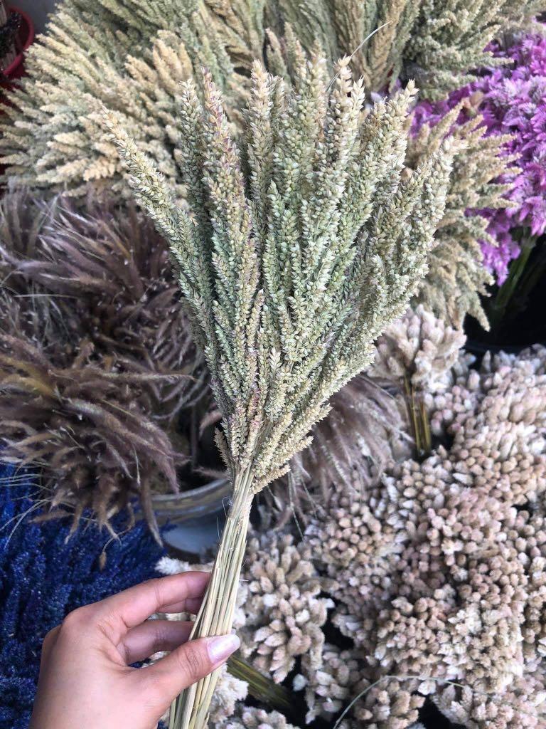 DRIED TRIGO, Furniture & Home Living, Home Decor, Artificial Plants ...