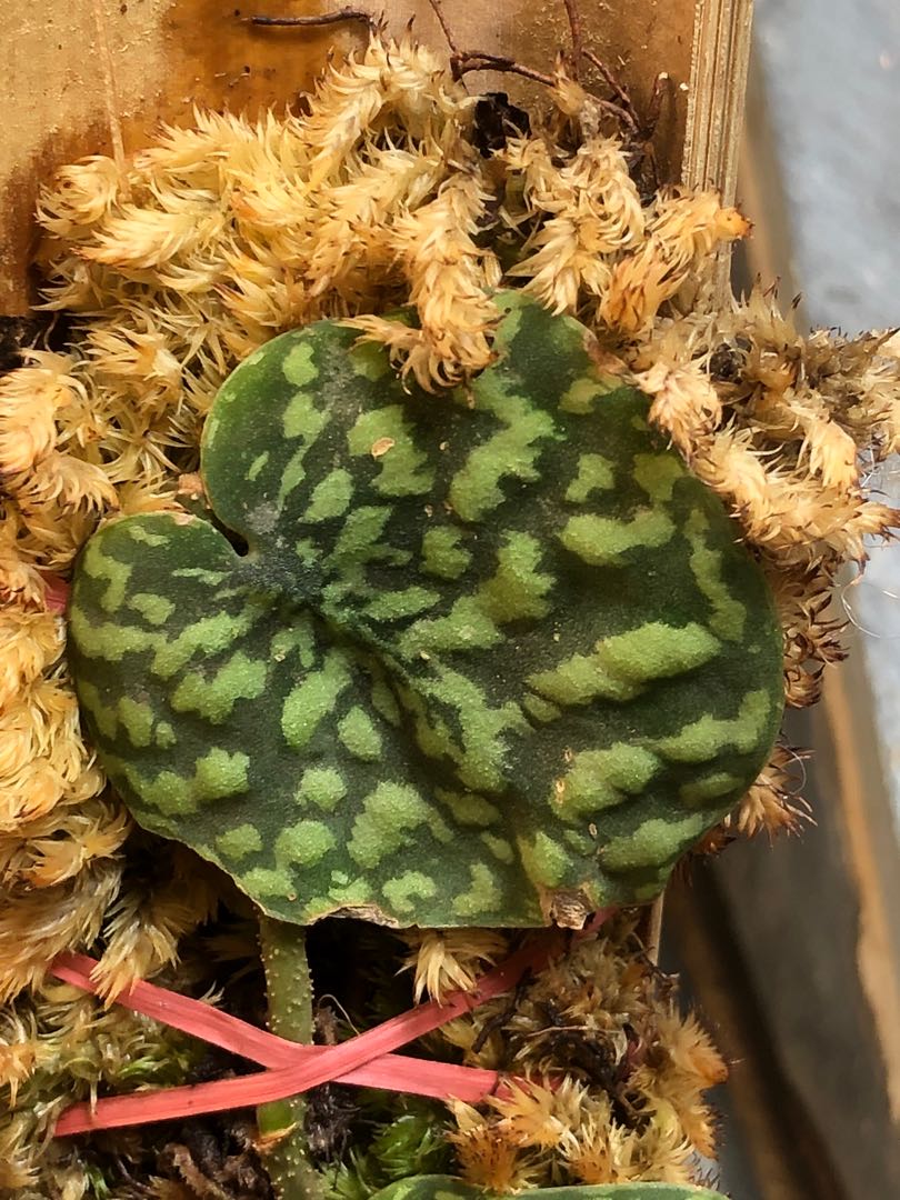 Scindapsus snake scale, Furniture & Home Living, Gardening, Plants ...