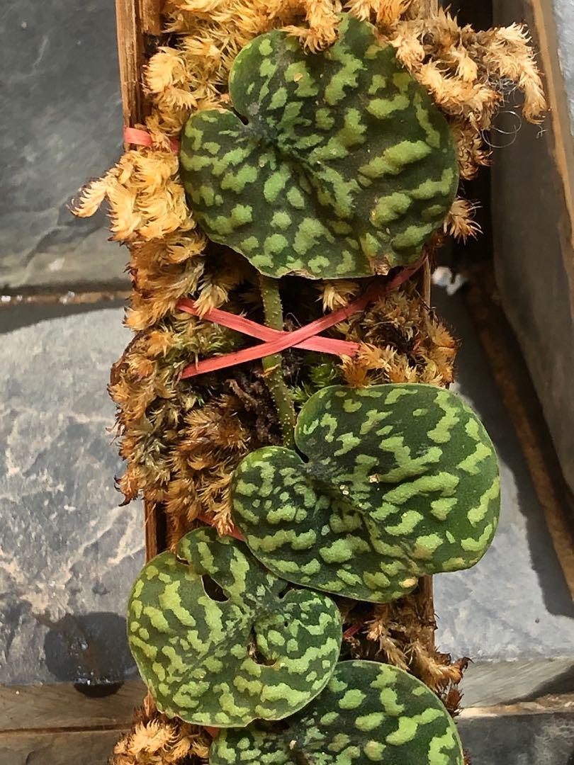 Scindapsus snake scale, Furniture & Home Living, Gardening, Plants ...