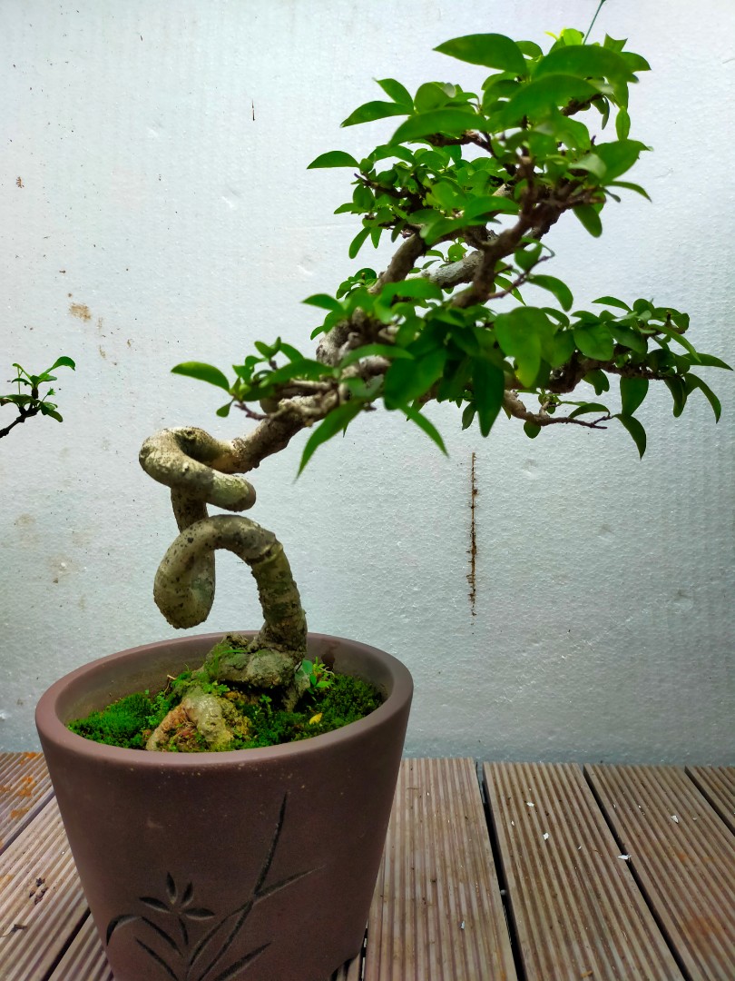 Shui mei, Furniture & Home Living, Gardening, Plants & Seeds on Carousell