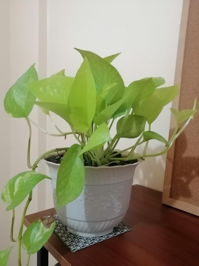 Trailing indoor Pothos (bushy Neon Pothos), Furniture & Home Living ...