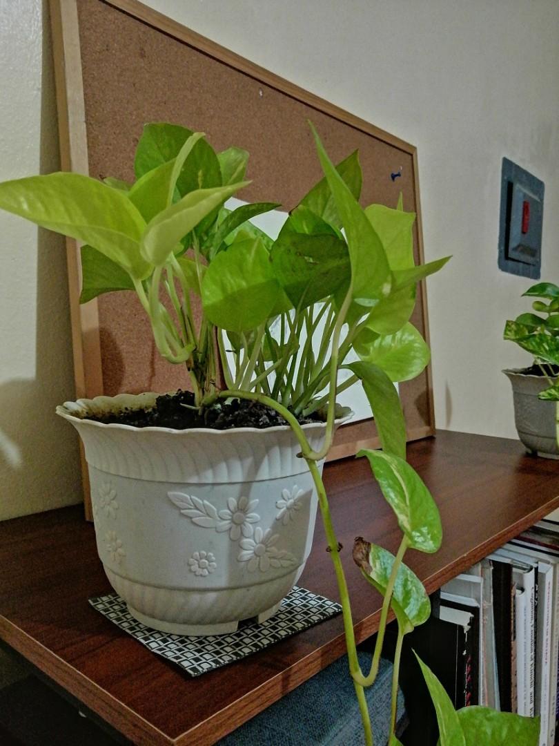 Trailing indoor Pothos (bushy Neon Pothos), Furniture & Home Living ...