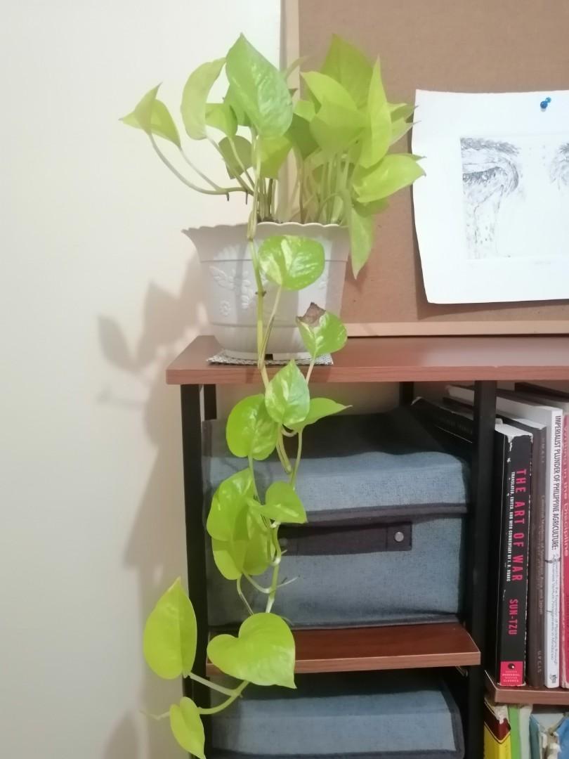 Trailing indoor Pothos (bushy Neon Pothos), Furniture & Home Living ...