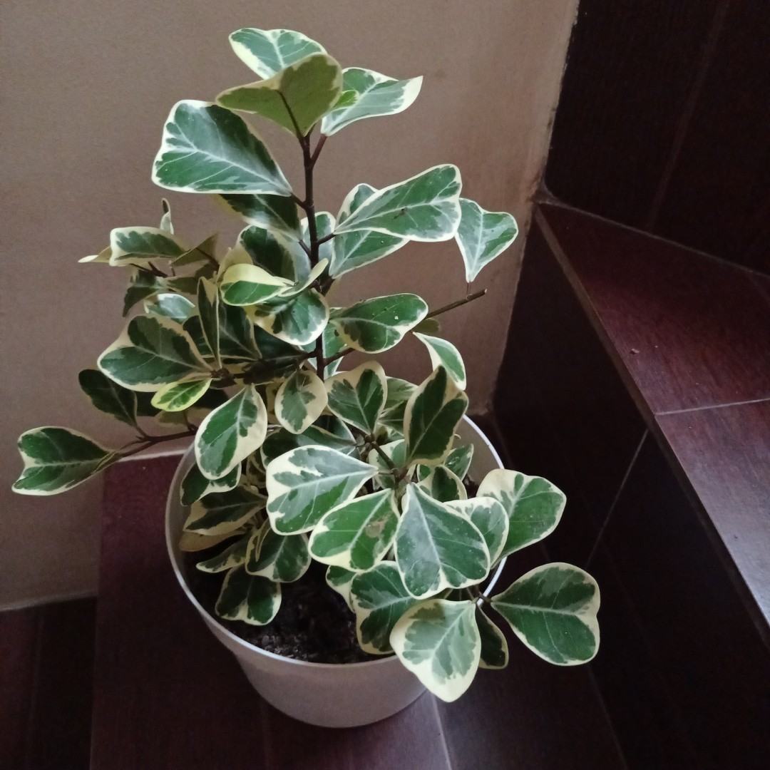 Triangularis plants, Furniture & Home Living, Gardening, Plants & Seeds ...