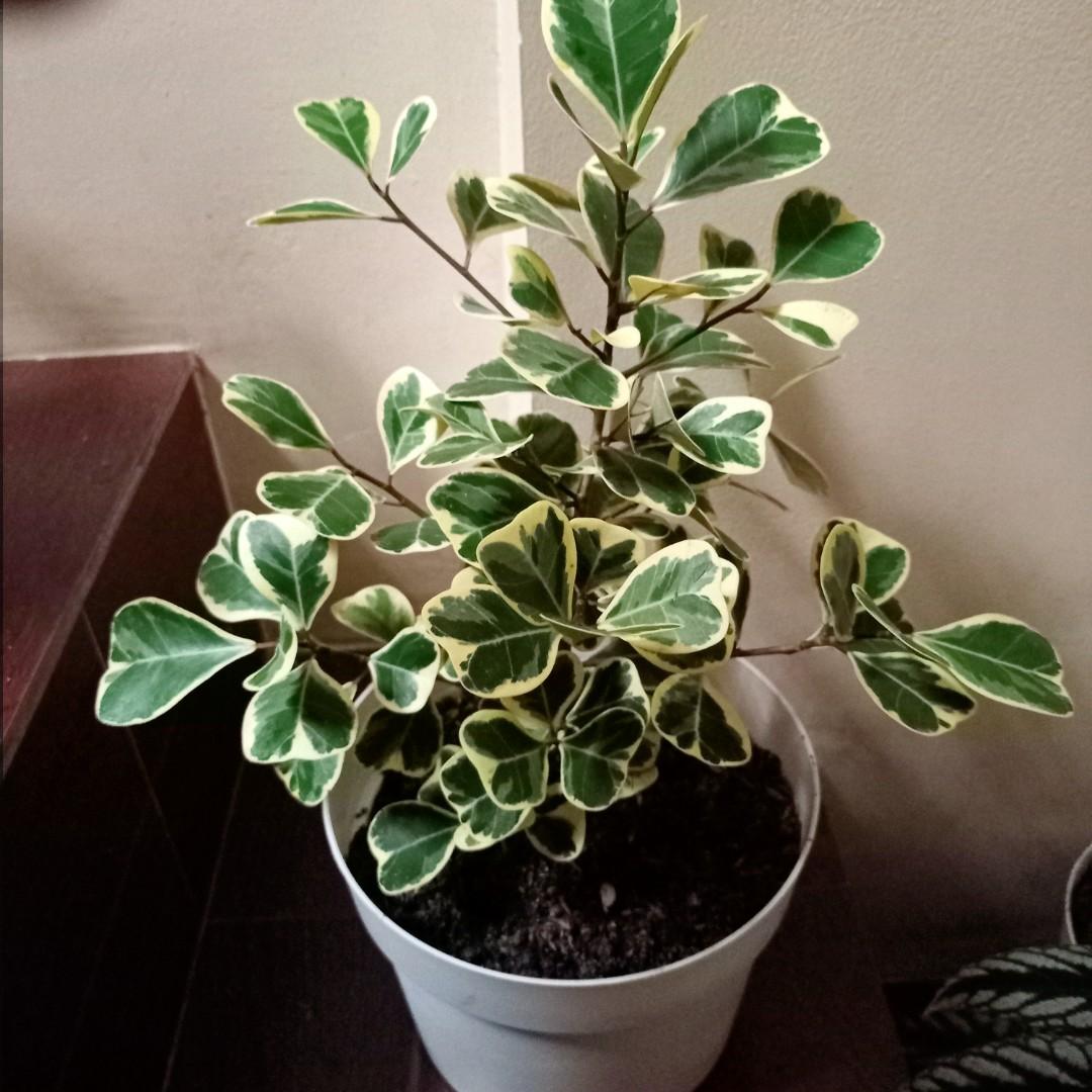 Triangularis plants, Furniture & Home Living, Gardening, Plants & Seeds ...