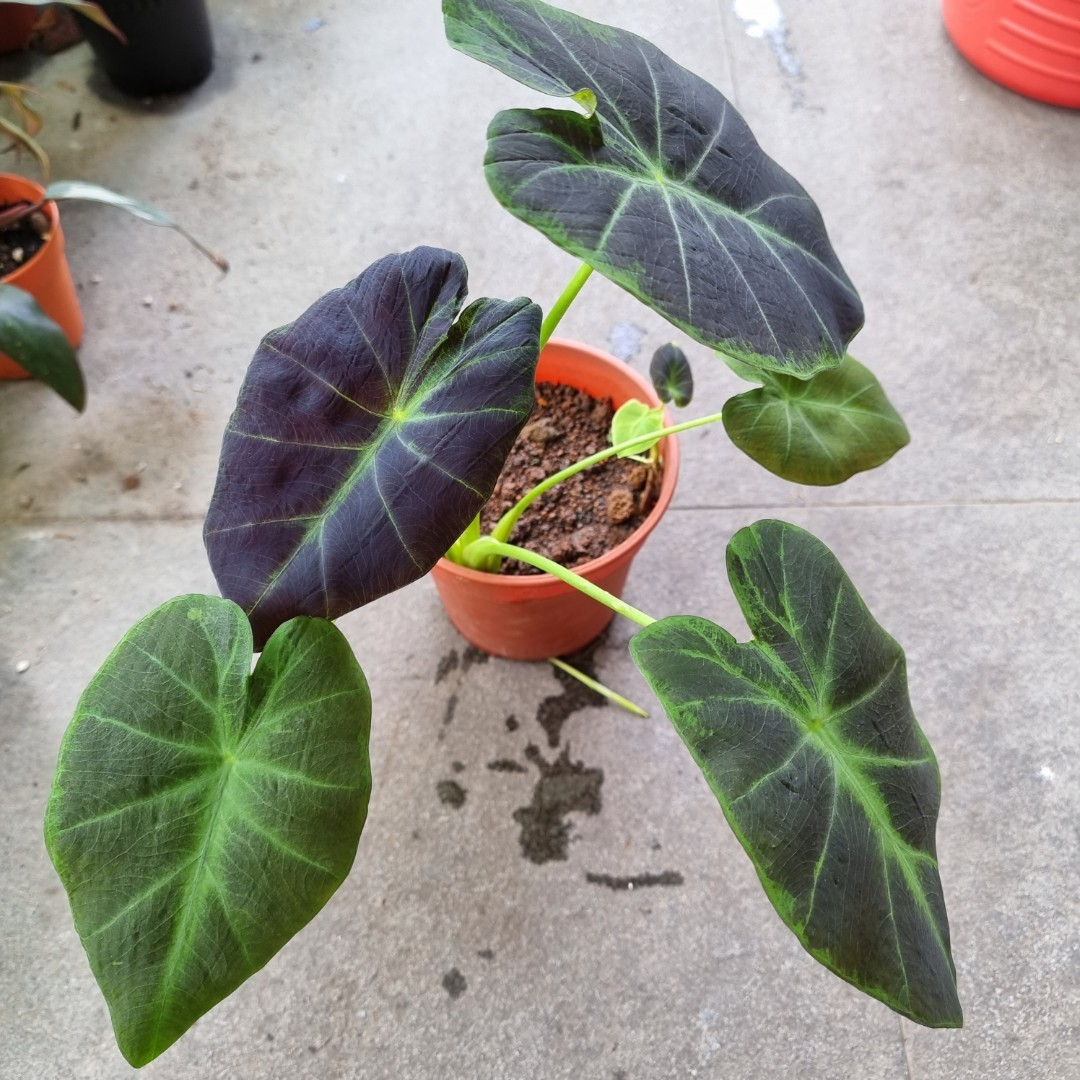 Colocasia Illustris, Furniture & Home Living, Gardening, Plants & Seeds ...