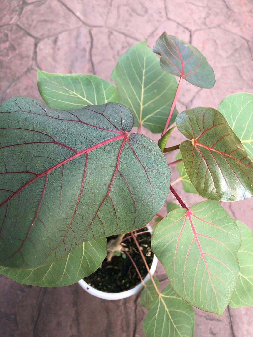 Ficus Petiolaris -(from Japan), Furniture & Home Living, Gardening ...