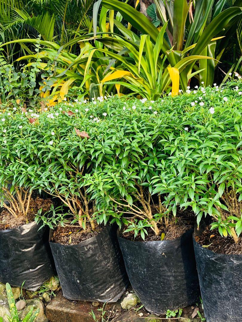 Pandakaki, Furniture & Home Living, Gardening, Plants & Seeds on Carousell