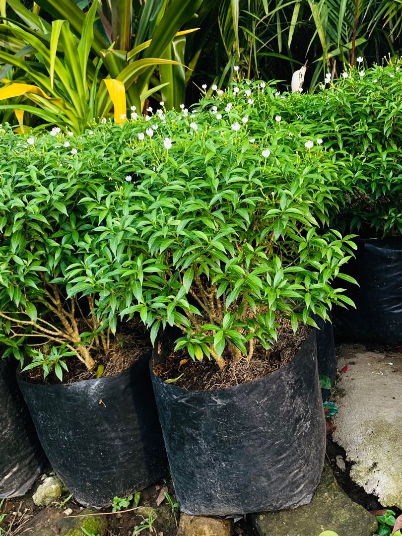 Pandakaki, Furniture & Home Living, Gardening, Plants & Seeds on Carousell