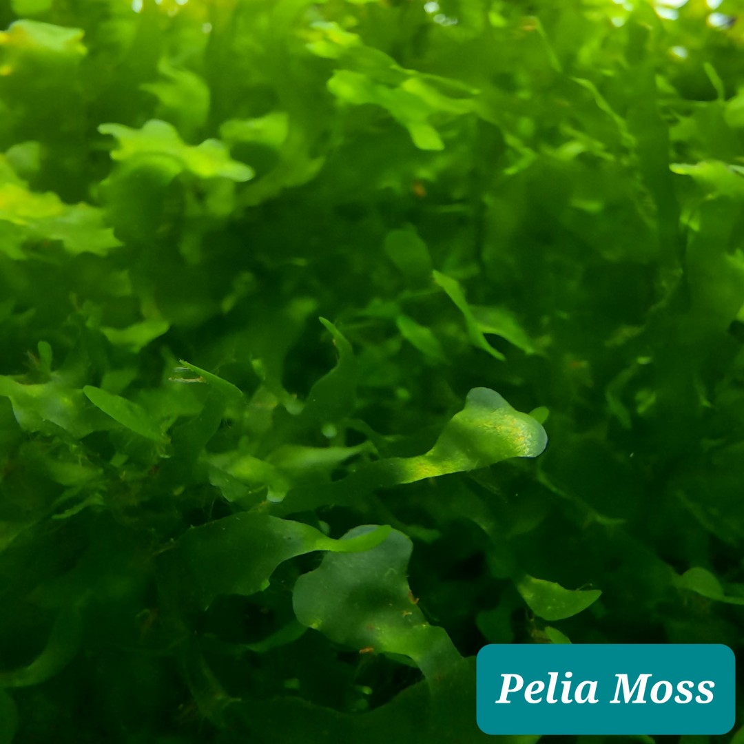 Pelia moss 10x10cm Loose - Aquascape - Aquarium - Shrimp - Fish, Pet ...