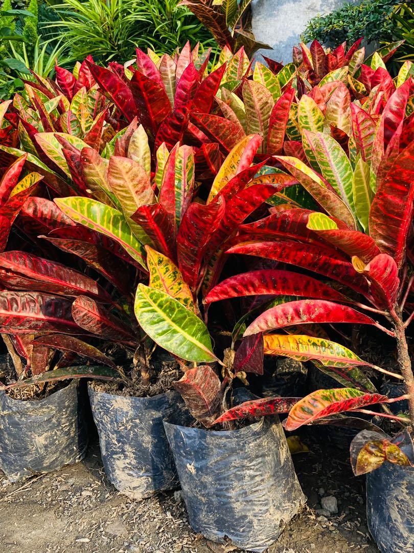 San Francisco outdoor plants, Furniture & Home Living, Gardening ...