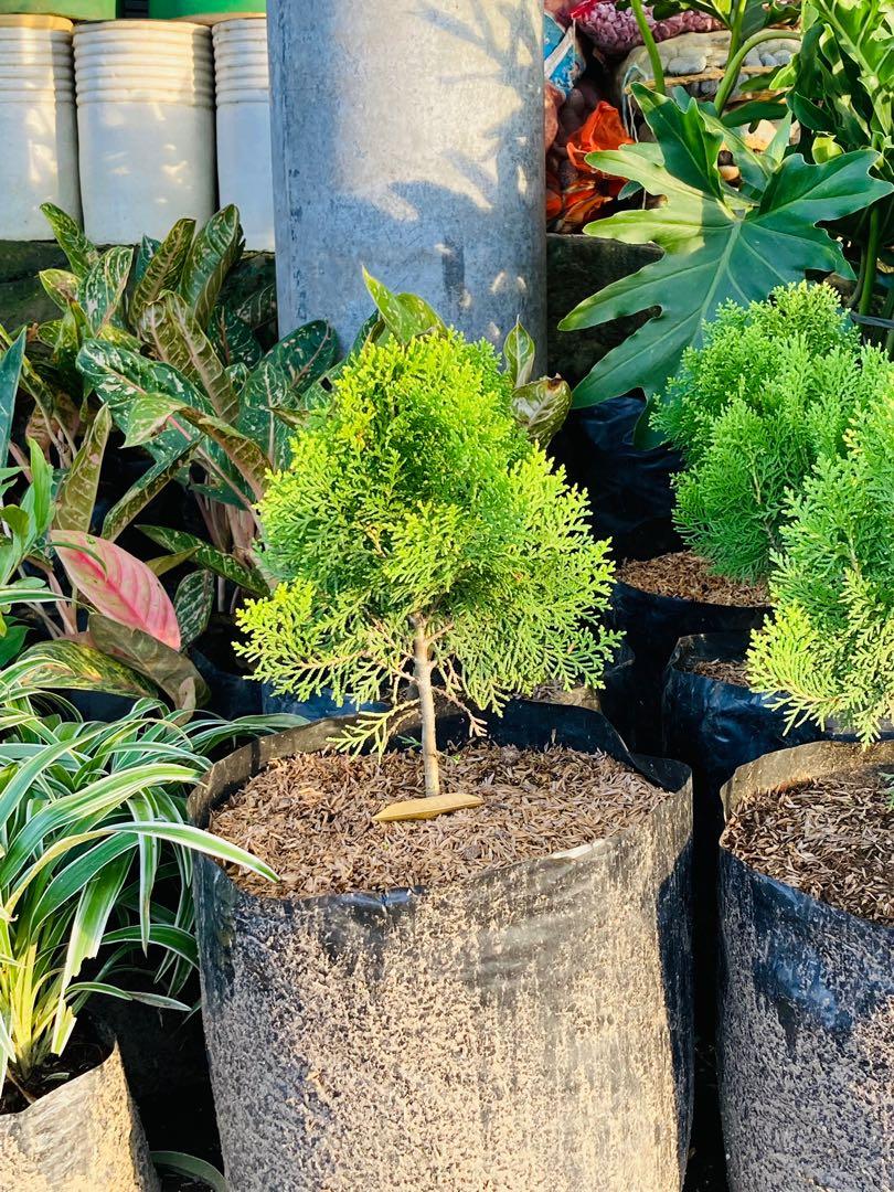 Sypress plant, Furniture & Home Living, Gardening, Plants & Seeds on ...