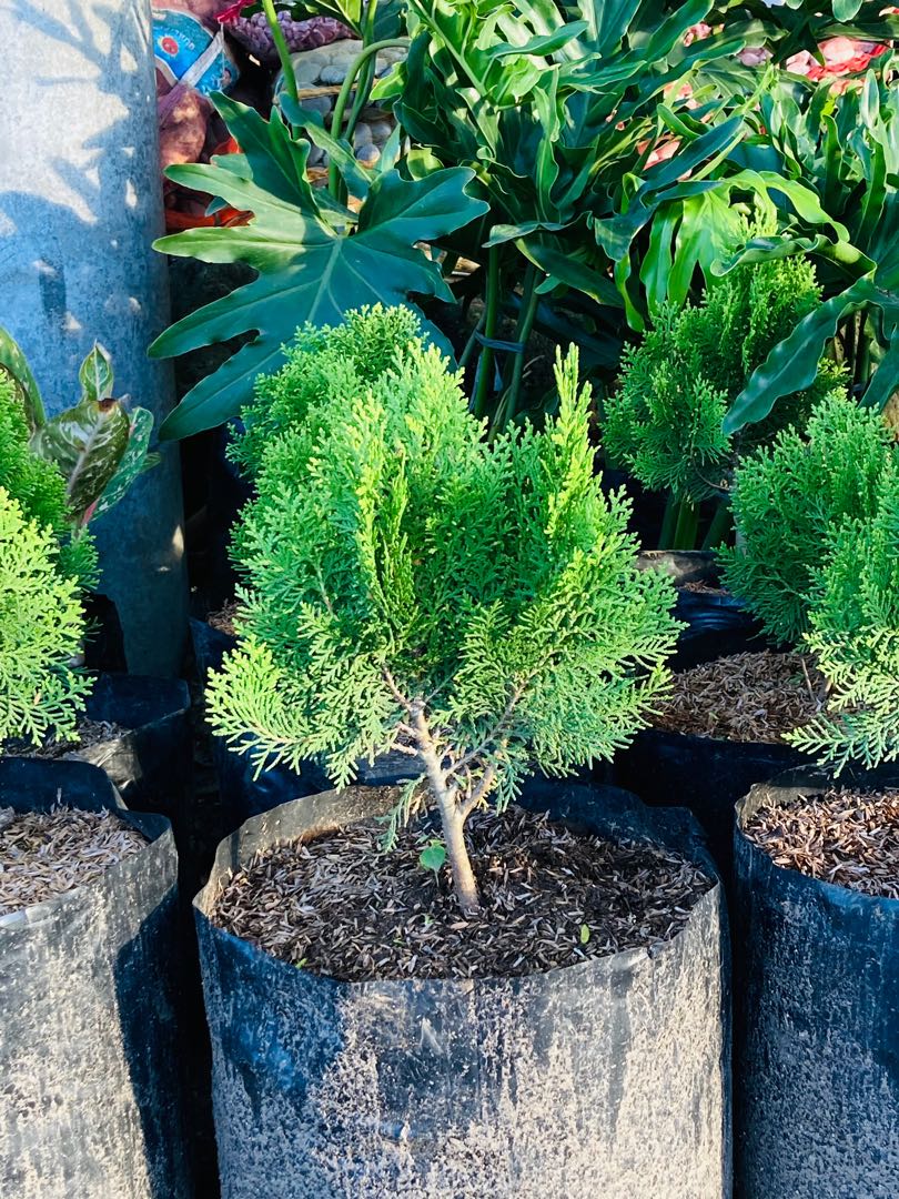 Sypress plant, Furniture & Home Living, Gardening, Plants & Seeds on ...