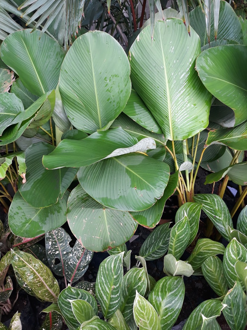 Tabako plant, Furniture & Home Living, Gardening, Plants & Seeds on ...