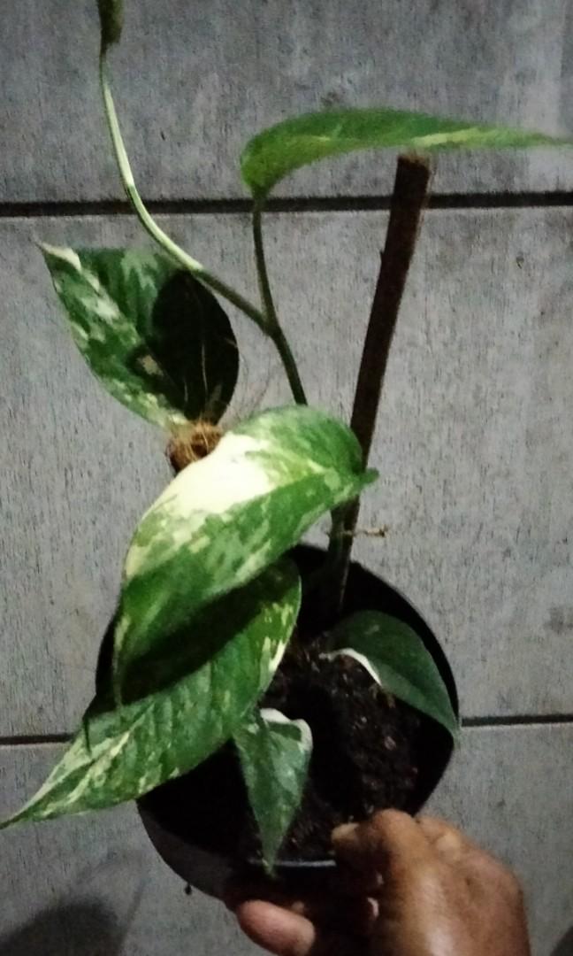 Tanaman epip premnum varigata A, Perkebunan di Carousell