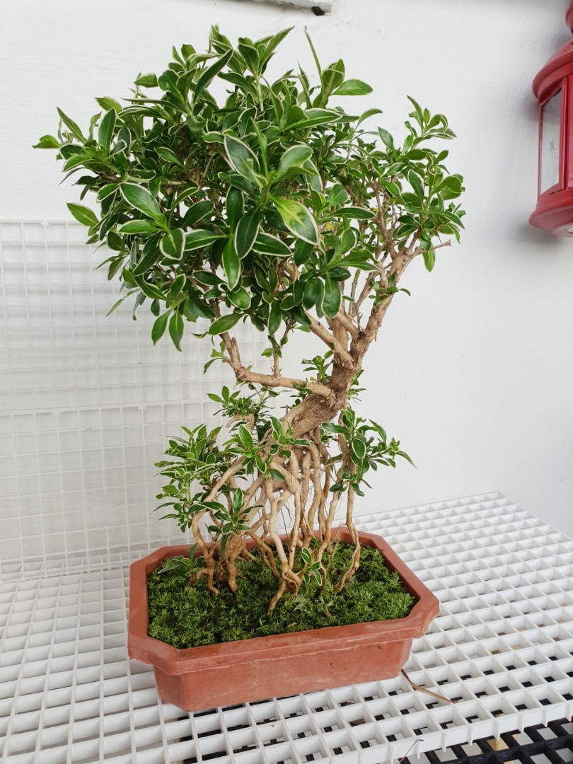 Variegated Bonsai plant, Furniture & Home Living, Gardening, Plants ...