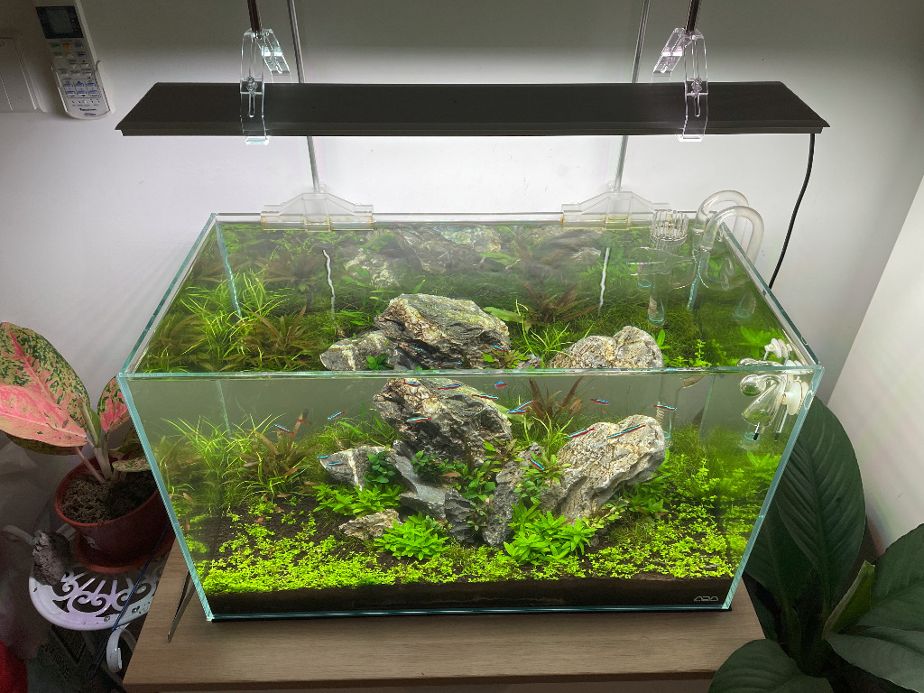 ADA 60p Tank Aquarium set with Light, CO2, Filter, Furniture & Home ...