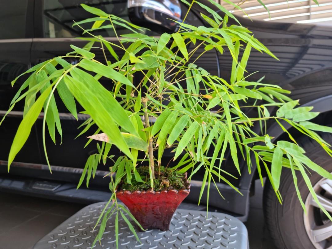 Bamboo Bonsai, Furniture & Home Living, Gardening, Plants & Seeds on ...
