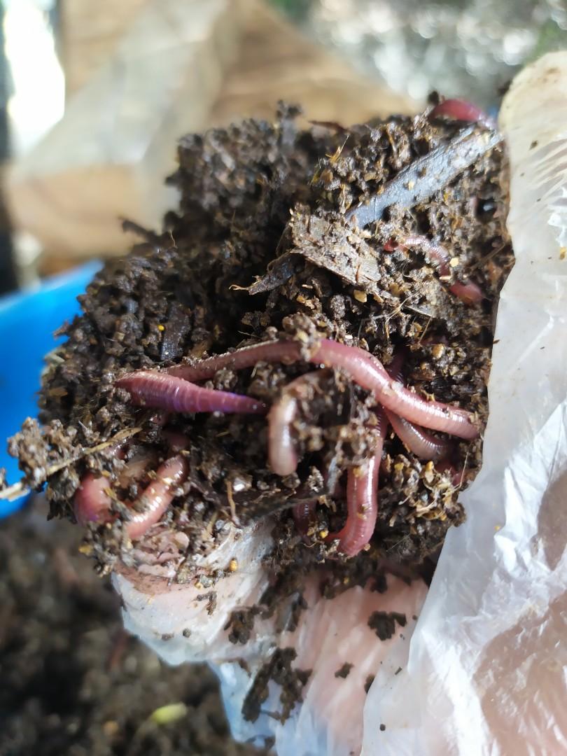 Cacing anc african night crawler for channa. Food, Pet Supplies, Pet ...