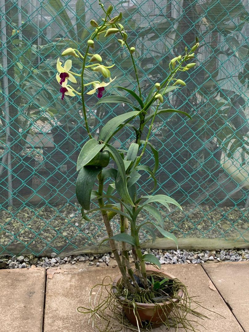 Dendrobium Woon Leng (1989), Furniture & Home Living, Gardening, Plants ...