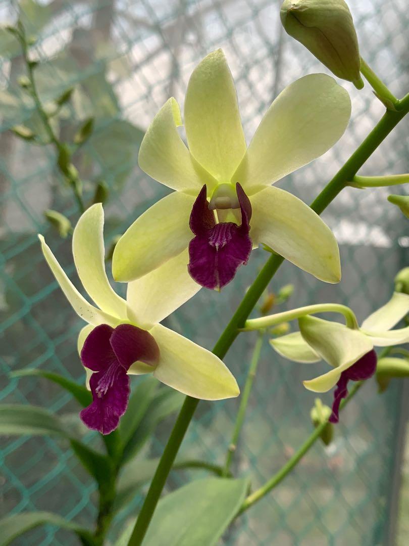 Dendrobium Woon Leng (1989), Furniture & Home Living, Gardening, Plants ...