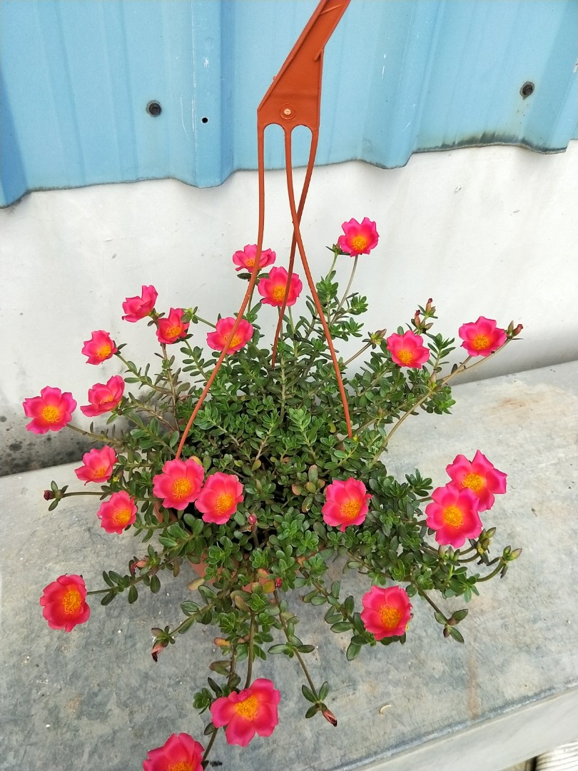 Hanging Dark Pink Portulaca, Furniture & Home Living, Gardening, Plants ...