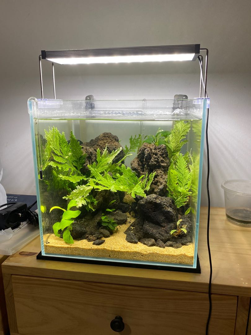 Crystal white fish tank and light 30cm x 30cm, Sports Equipment ...