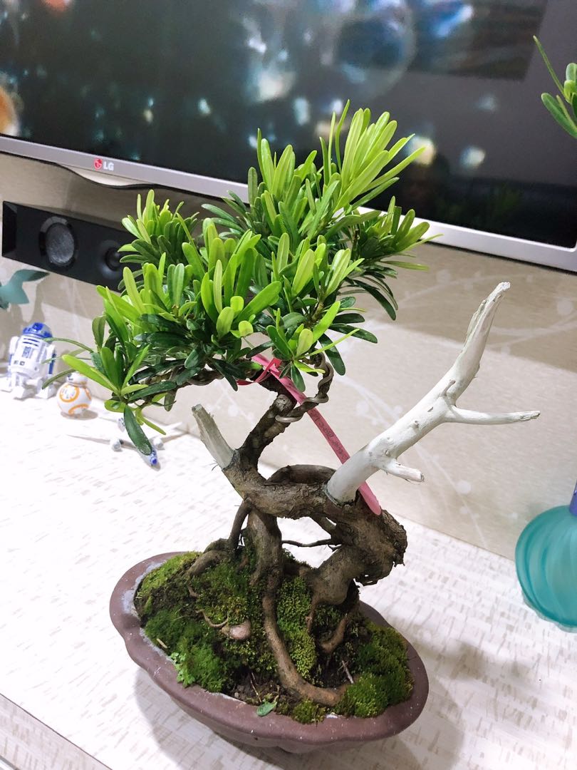 Luo Han Song Bonsai, Furniture & Home Living, Gardening, Pots ...