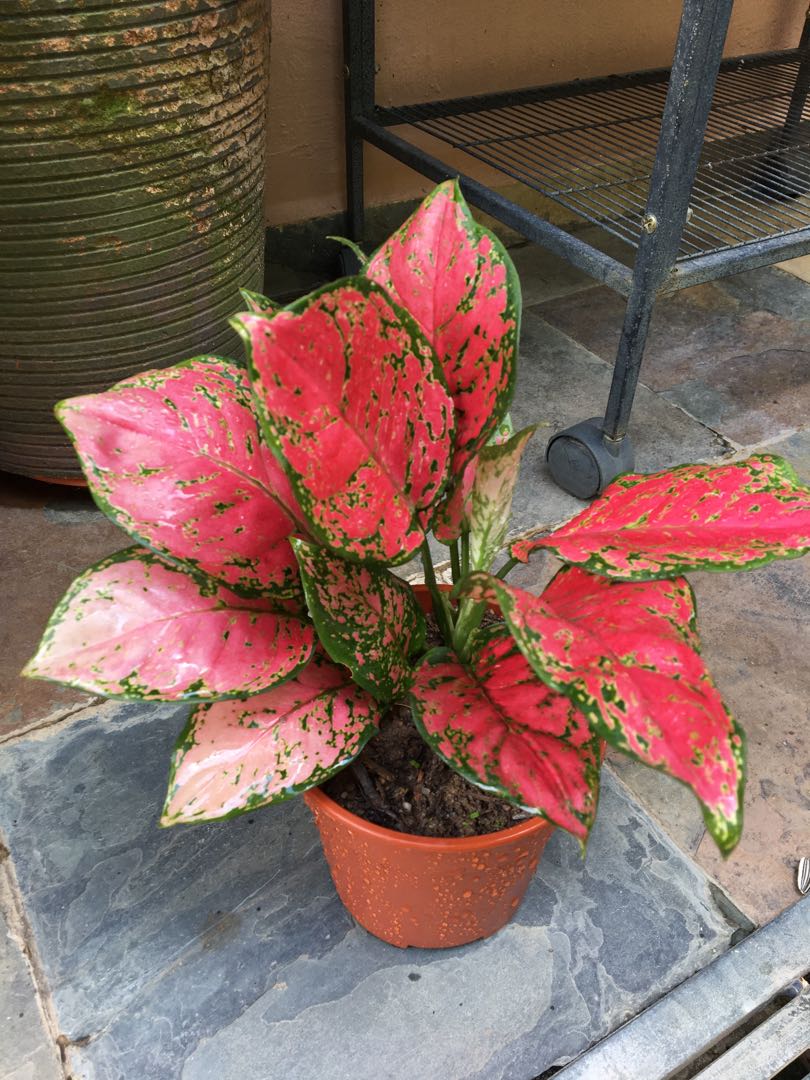 Aglaonema red master plant pot, Furniture & Home Living, Gardening ...