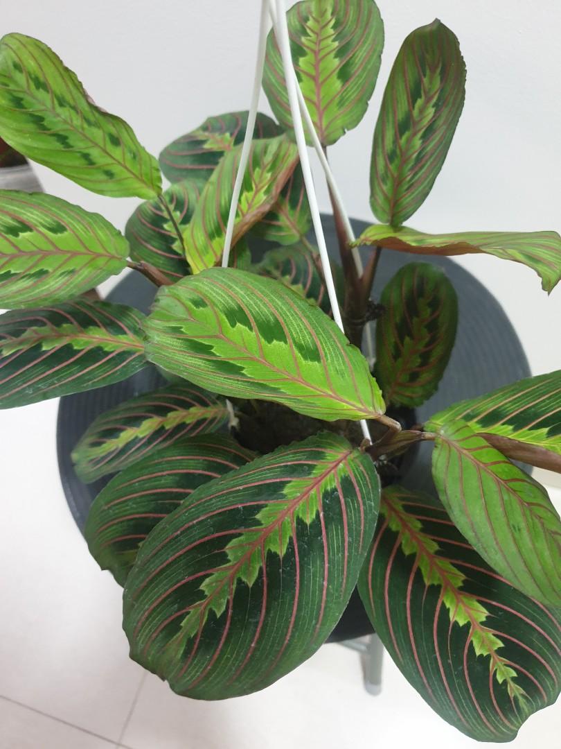 Calathea maranta, Furniture & Home Living, Gardening, Plants & Seeds on ...