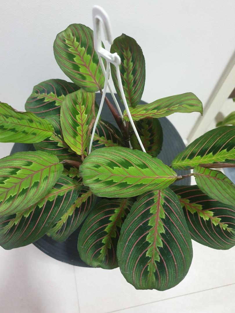 Calathea maranta, Furniture & Home Living, Gardening, Plants & Seeds on ...