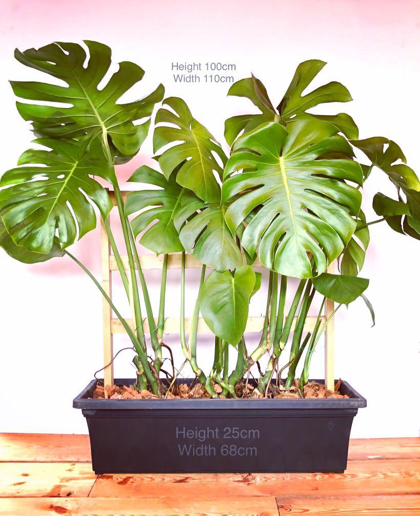 Monstera in planter box with plant ladder, Furniture & Home Living ...