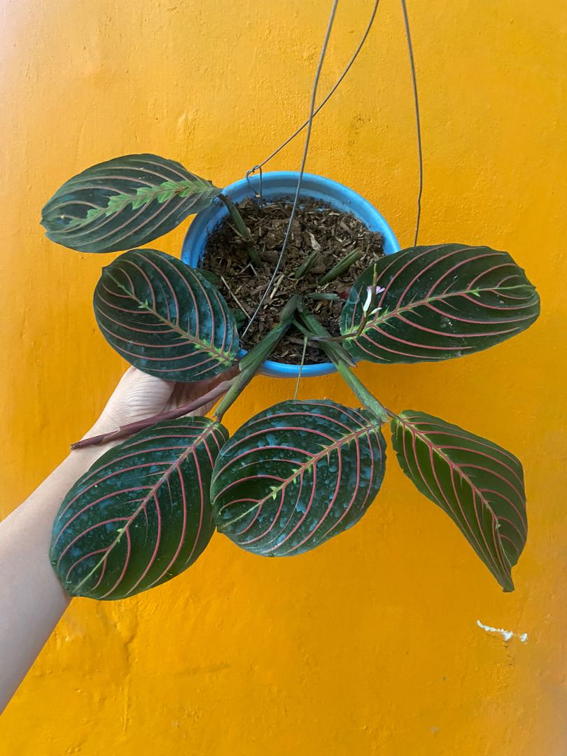 calathea red marantha, Furniture & Home Living, Gardening, Plants ...