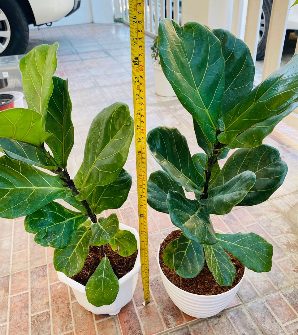 FIDDLE LEAF CLASSIC, Furniture & Home Living, Gardening, Plants & Seeds ...