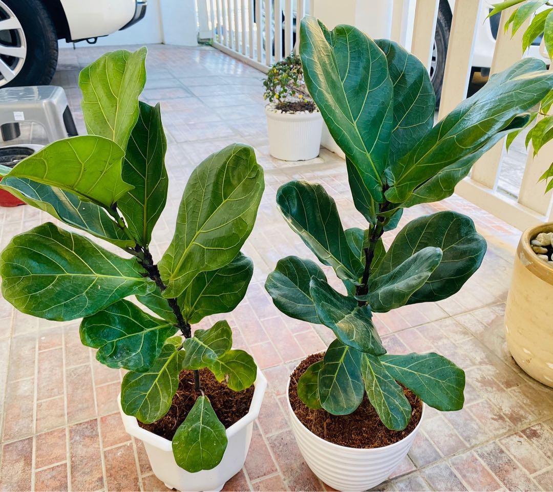 FIDDLE LEAF CLASSIC, Furniture & Home Living, Gardening, Plants & Seeds ...