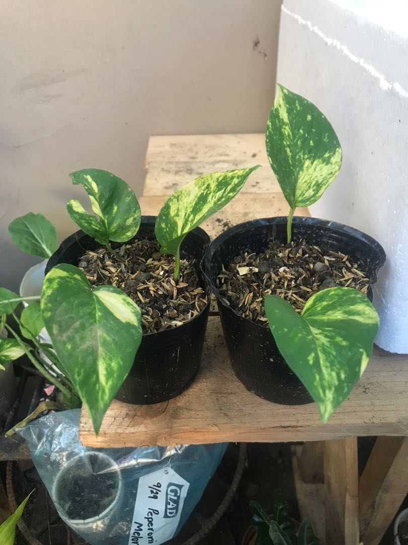 Golden Pothos vine trailing live plant, Furniture & Home Living ...