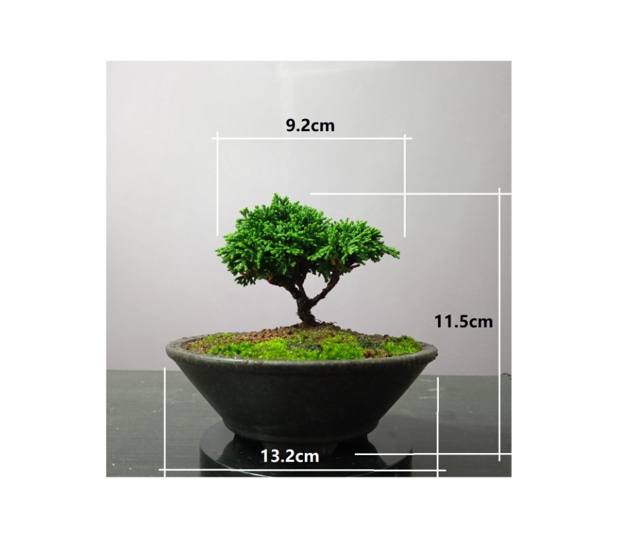 JP556 Japanese Renzan Hinoki Bonsai, (Nursery, Garden, Beginner, flower ...