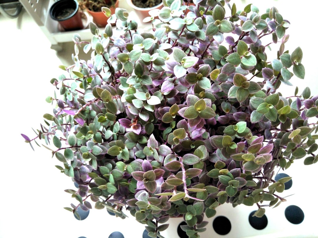 LARGE pot Callisa Repens, Furniture & Home Living, Gardening, Plants ...