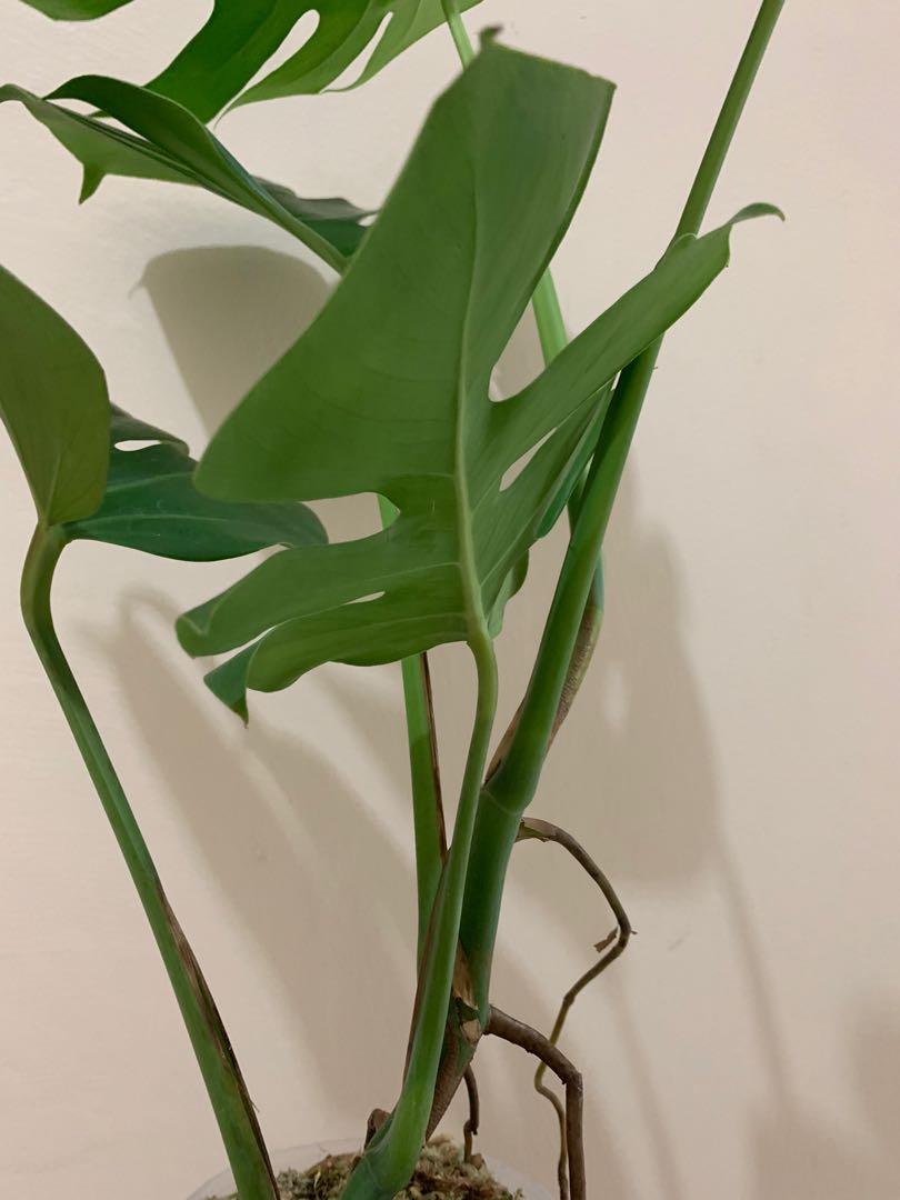 Monstera Deliciosa Brazilian Form / Brazil, Furniture & Home Living ...