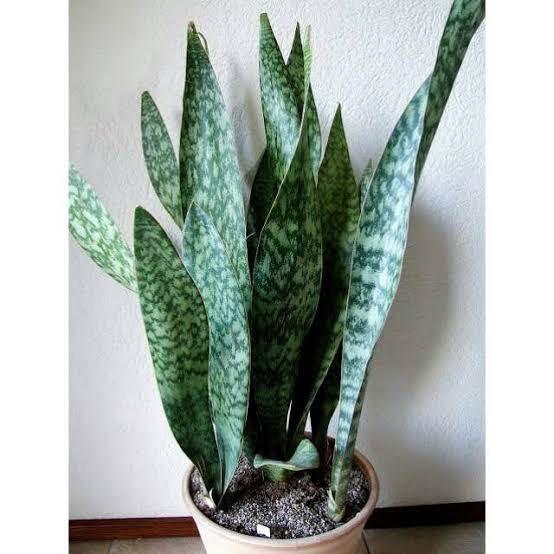 Sansivera Hijau Tiger, Perkebunan di Carousell