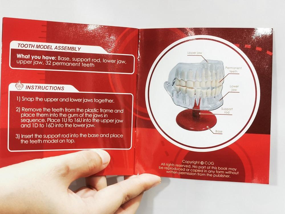 Science Human Body Teeth Model For Kids Learning Aid and Teaching ...