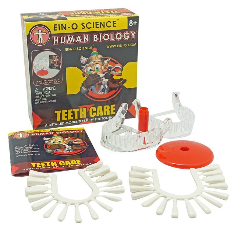 Science Human Body Teeth Model For Kids Learning Aid and Teaching ...